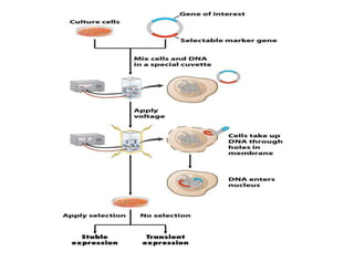 Transfection | PPT