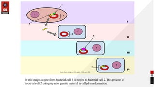 Transfection in Gene Transfer Techniques | PPT