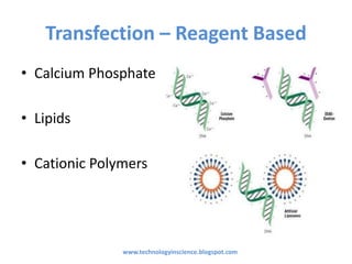 Transfection – basics & optimization tips | PPTX