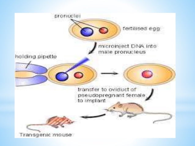 Transfection in animals & plants | PPTX | Reproductive Health ...