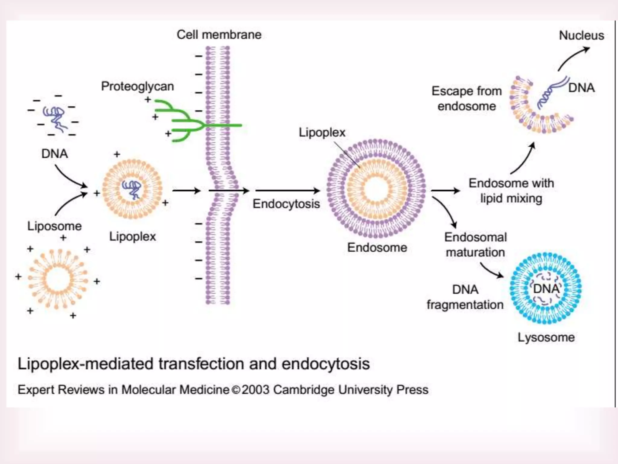 Transfection method | PPTX
