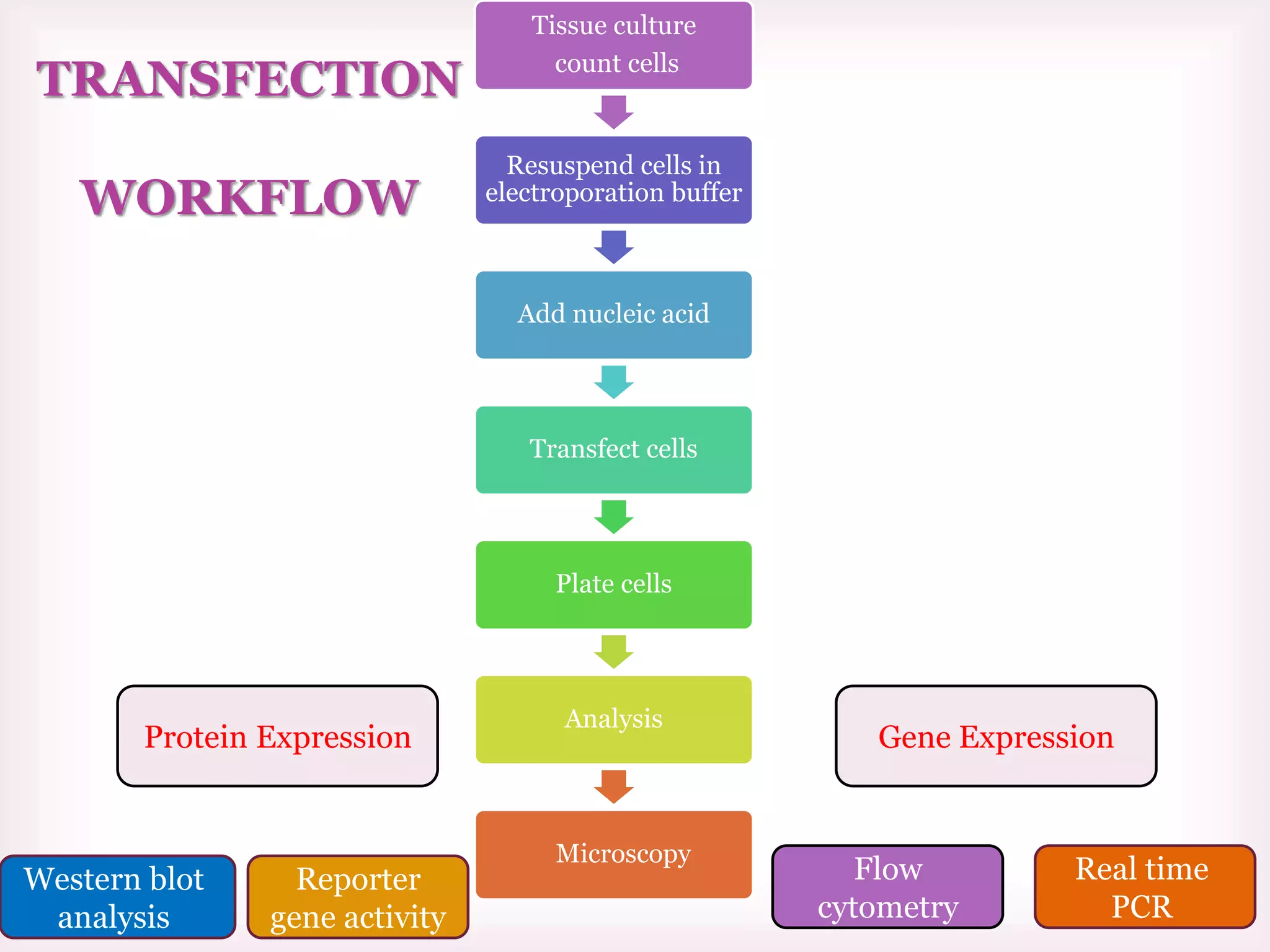 Transfection method | PPTX