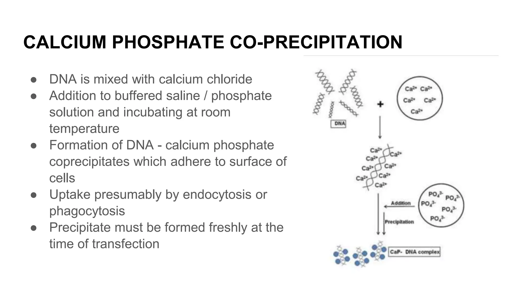 Transfection of animal cells | PPTX