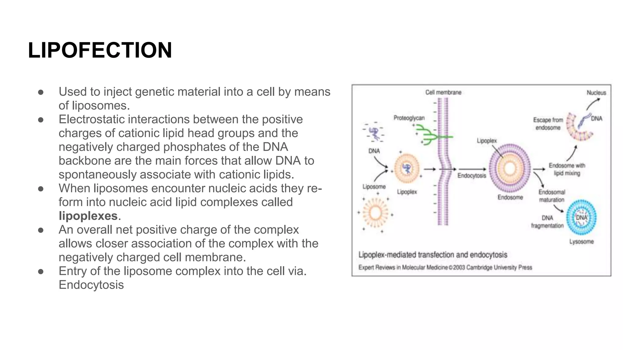 Transfection of animal cells | PPTX
