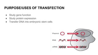 Transfection of animal cells | PPTX