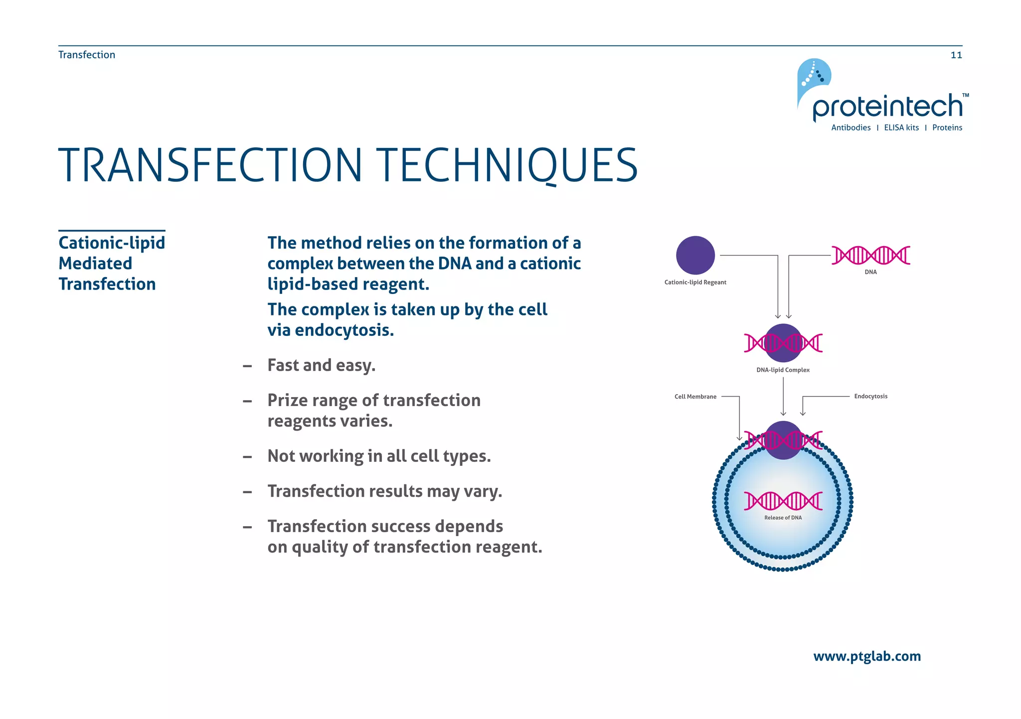 Transfection Techniques - Overview and Technical Tips | PDF