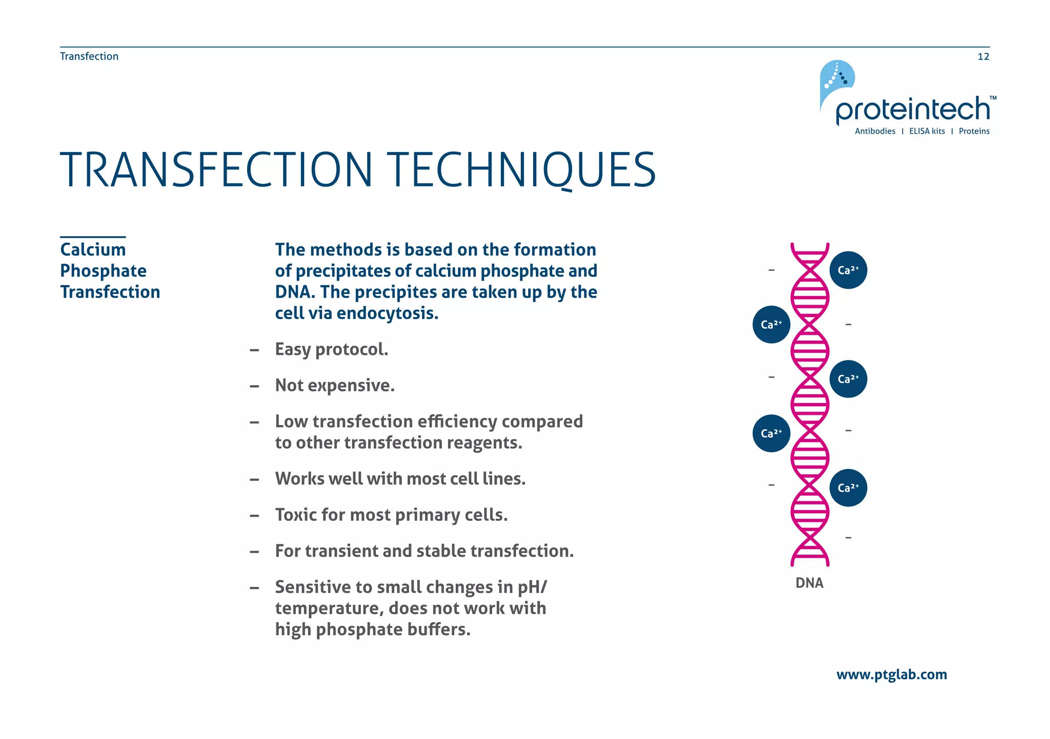 Transfection Techniques - Overview and Technical Tips | PDF