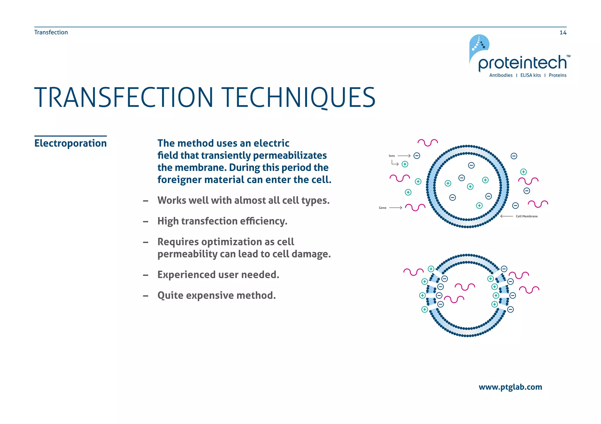 Transfection Techniques - Overview and Technical Tips | PDF