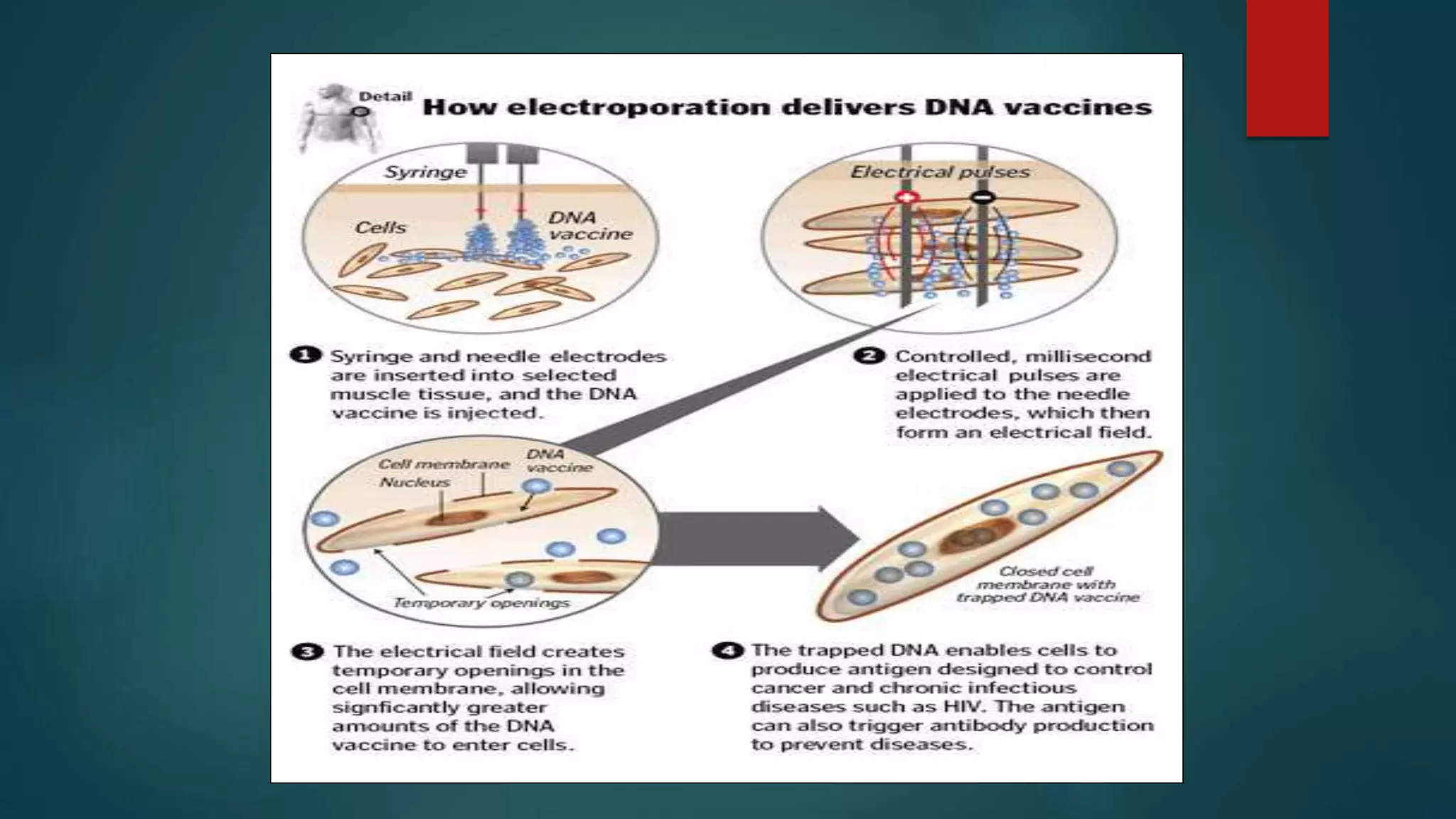 Transfection methods (DNA to host cell) | PPTX