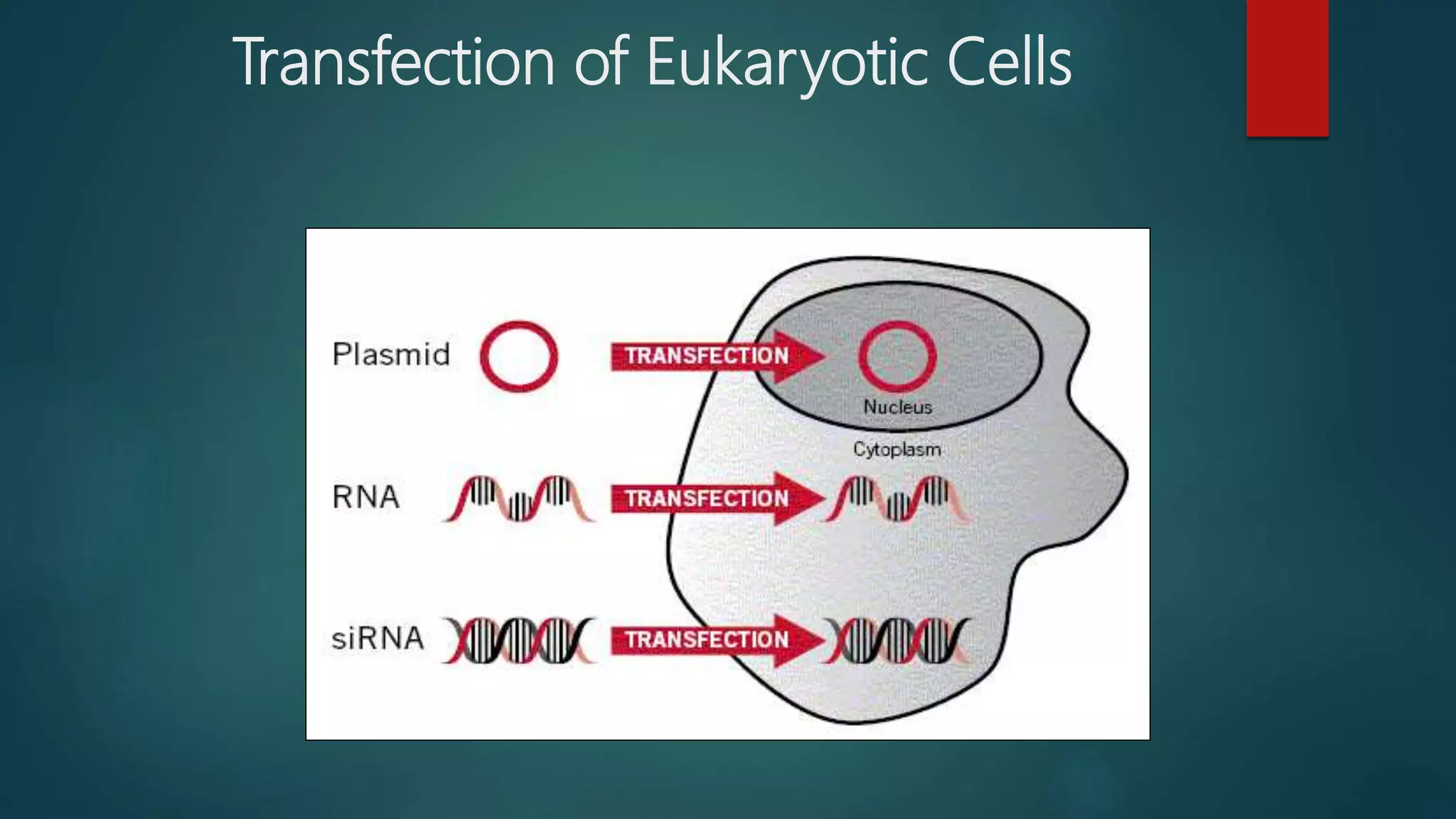Transfection methods (DNA to host cell) | PPTX