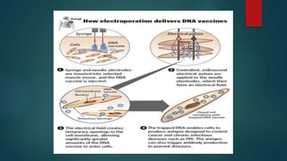 Transfection methods (DNA to host cell) | PPTX