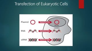 Transfection methods (DNA to host cell) | PPTX