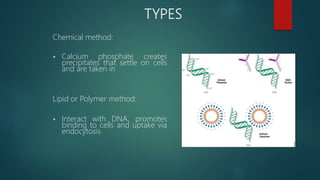 Transfection methods (DNA to host cell) | PPTX