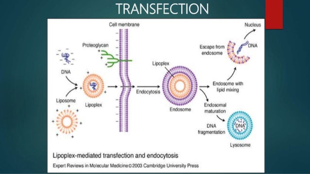 Transfection methods (DNA to host cell)