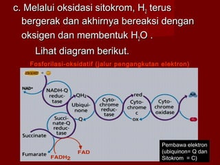 Transfer elektron | PPT