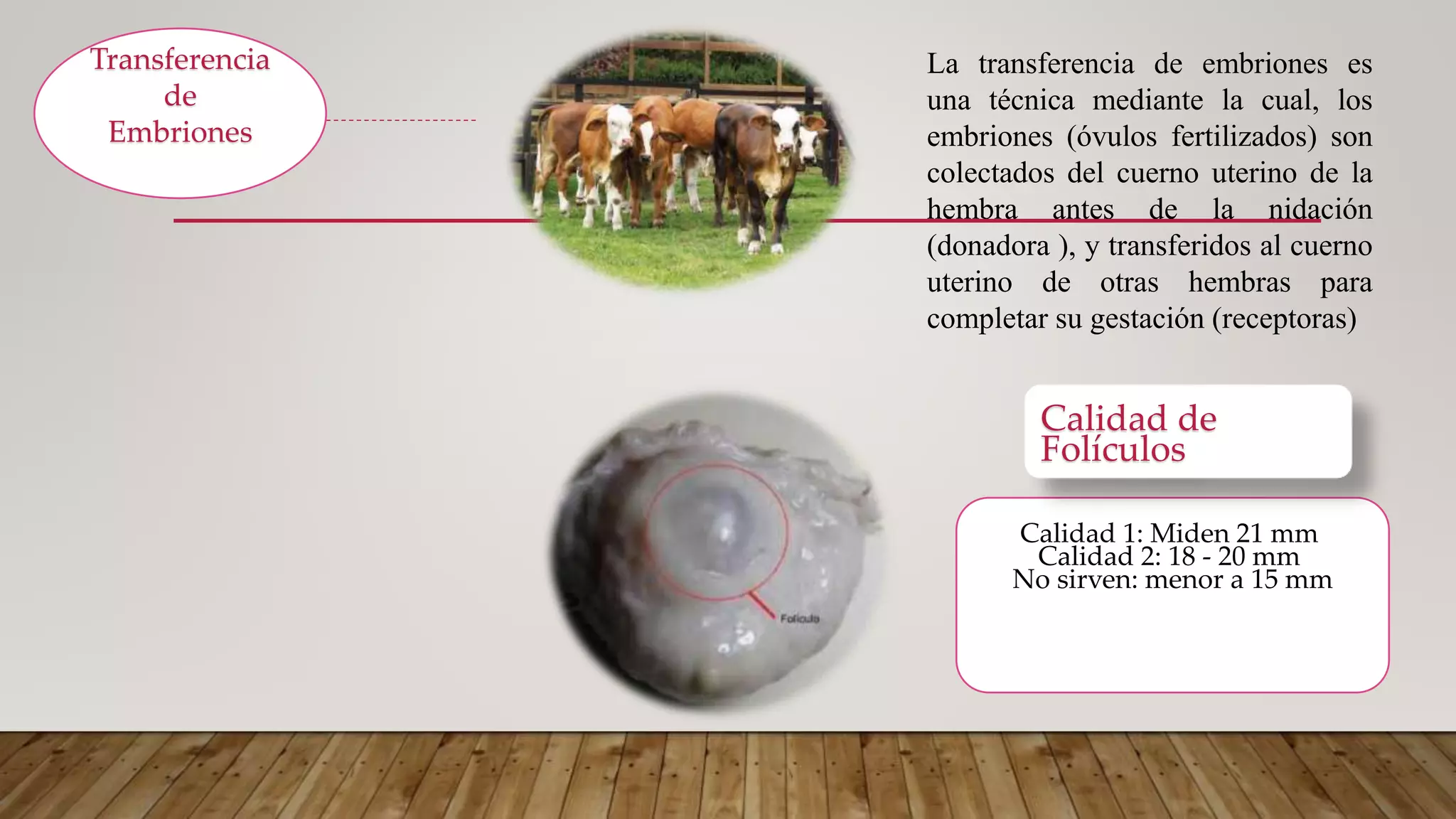 Transferencia de embriones en vacas, UNL | PPTX
