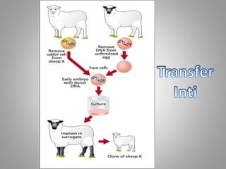 Transfer inti, Fusi sel, Kultur jaringan --- itsdanicaputrys | PPTX