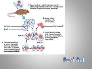 Transfer inti, Fusi sel, Kultur jaringan --- itsdanicaputrys | PPTX