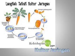 Transfer inti, Fusi sel, Kultur jaringan --- itsdanicaputrys | PPTX