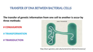 Transfer of dna between bacterial cell | PPTX
