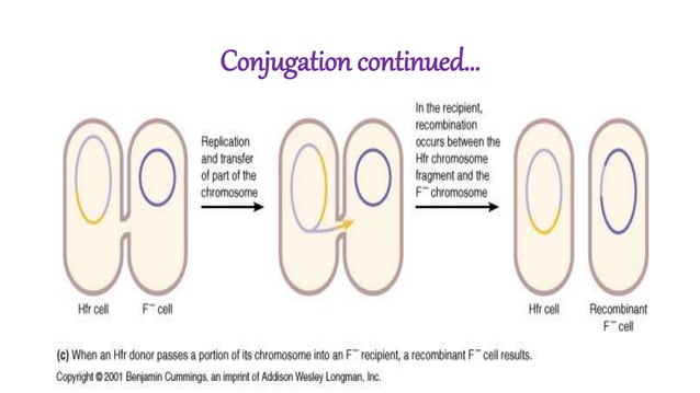 Transfer of dna between bacterial cell | PPTX | Genetics | Science