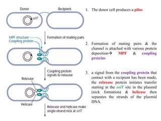 Transfer of genetic information-Bijesh | PDF
