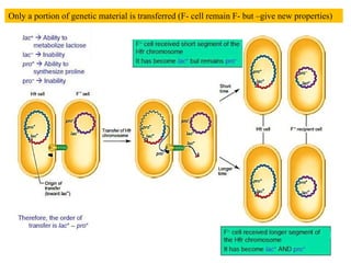 Transfer of genetic information-Bijesh | PDF