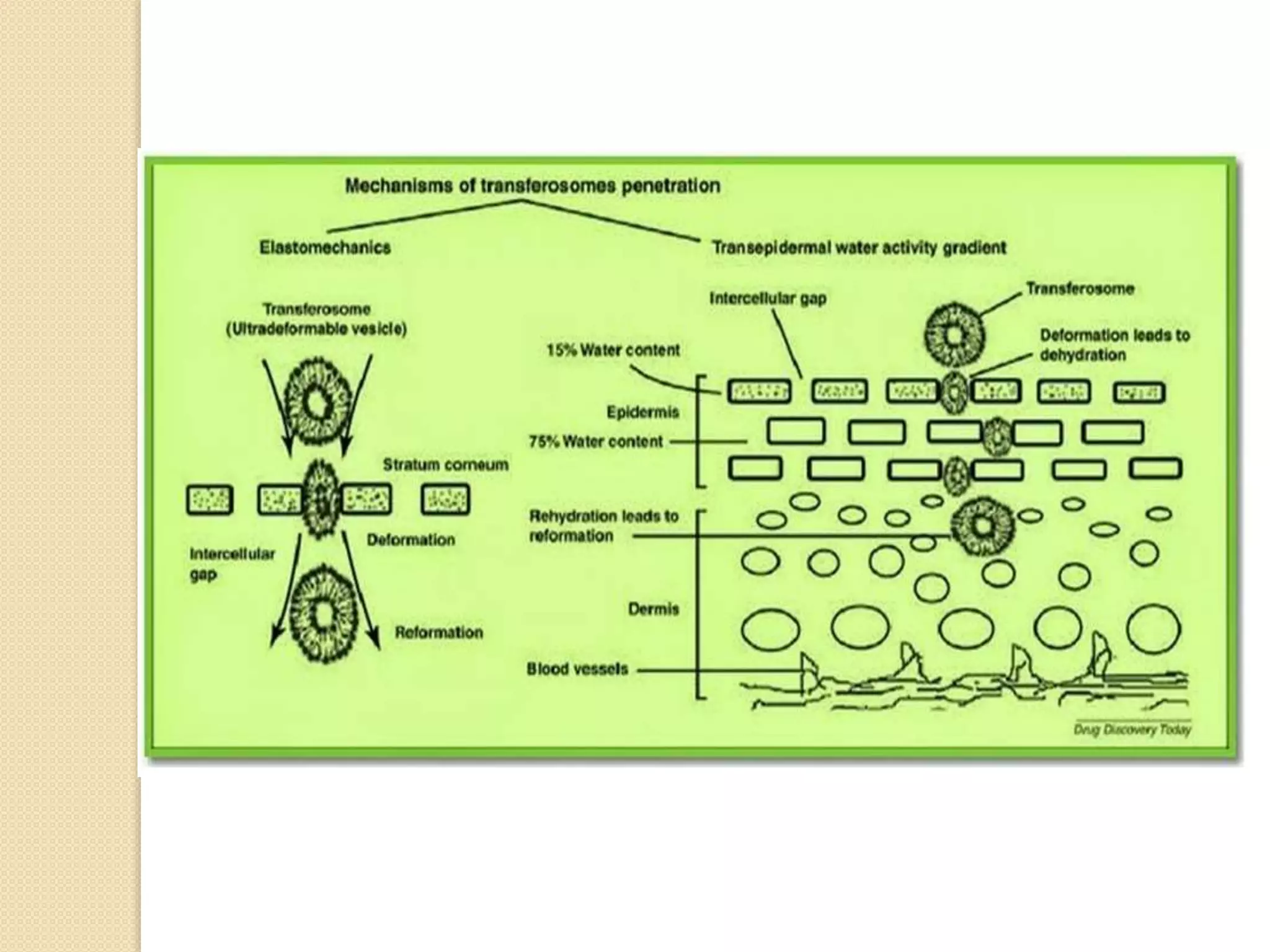 Transferosomes | PPTX