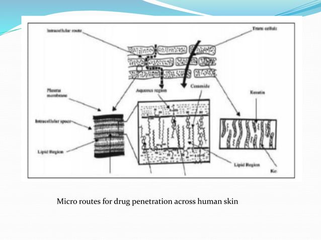 Transferosomes | PDF | Skin Care | Beauty