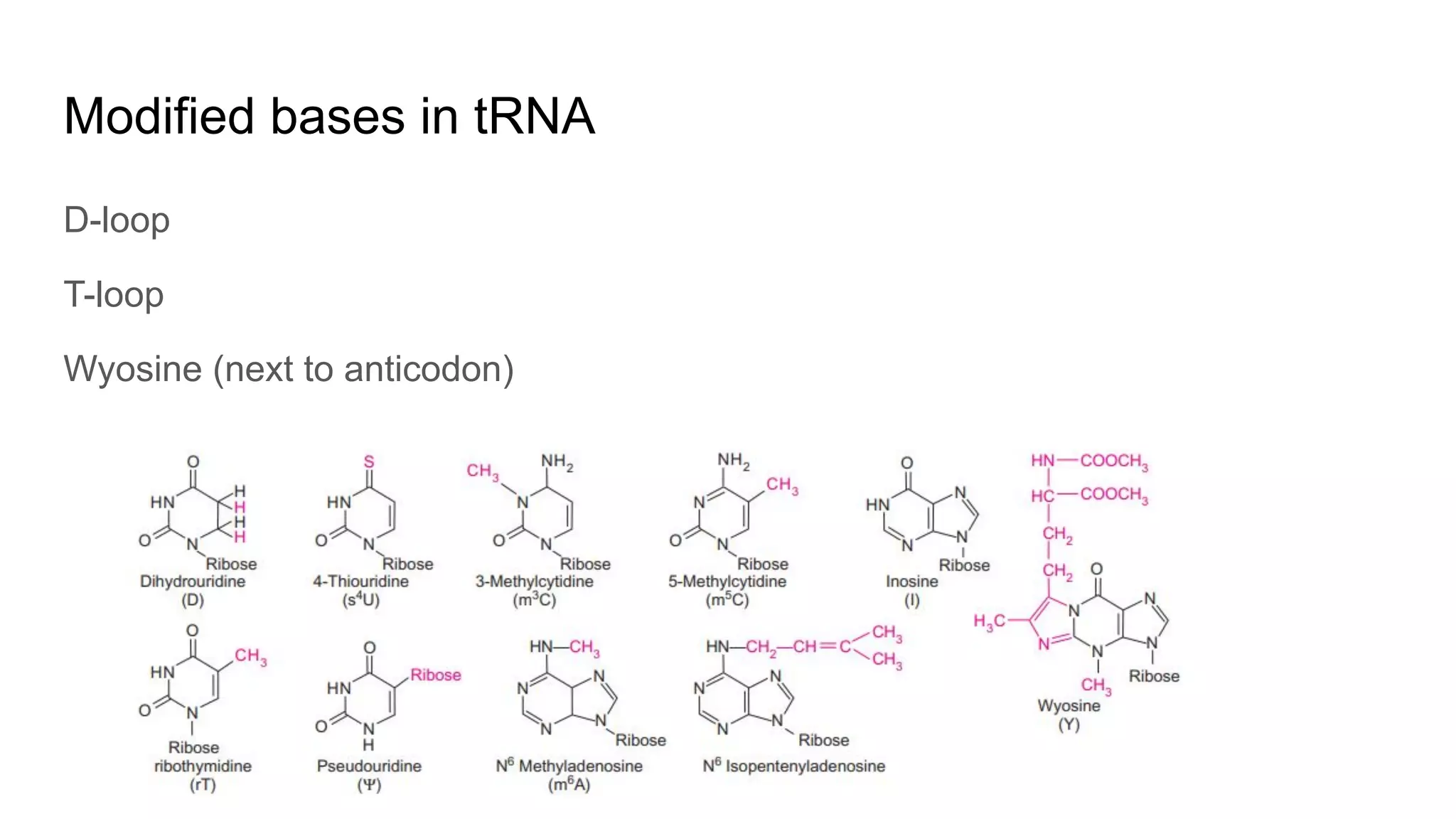 Transfer RNA.pdf