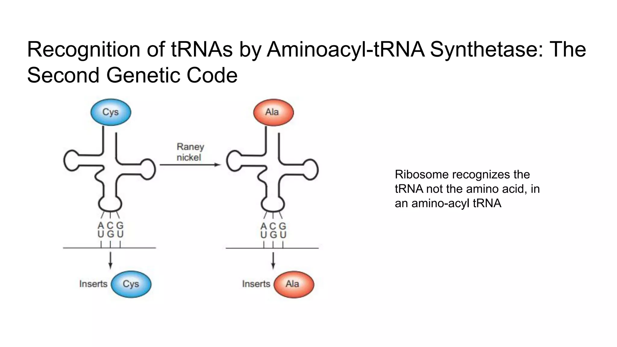 Transfer RNA.pdf
