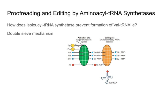 Transfer RNA.pdf