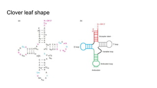 Transfer RNA.pdf