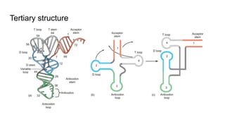 Transfer RNA.pdf