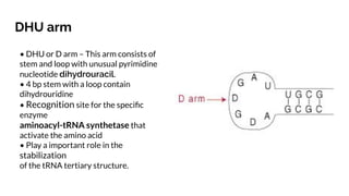 Transfer RNA - Structure and function explained | PPT