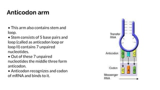 Transfer RNA - Structure and function explained | PDF
