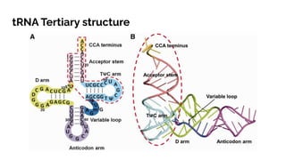 Transfer RNA - Structure and function explained | PPT
