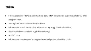 Transfer RNA - Structure and function explained | PPT