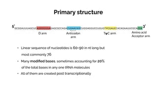 Transfer RNA - Structure and function explained | PPT