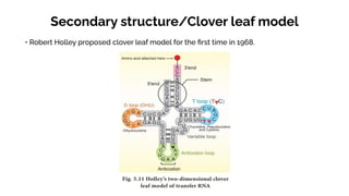 Transfer RNA - Structure and function explained | PPT
