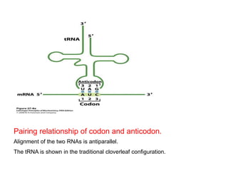 Transfer rna final | PPTX