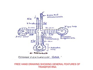 Transfer rna final | PPT