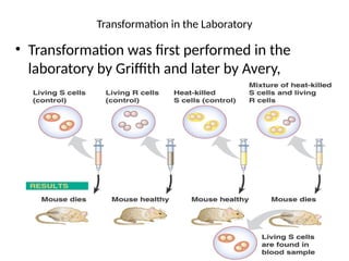 Transformasi bakteri biologi sel mol.pptx