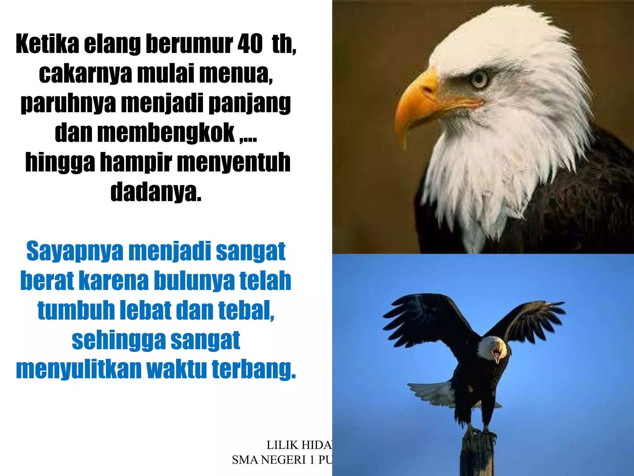 Transformasi diri elang (lilik hidayat s) | PPSX