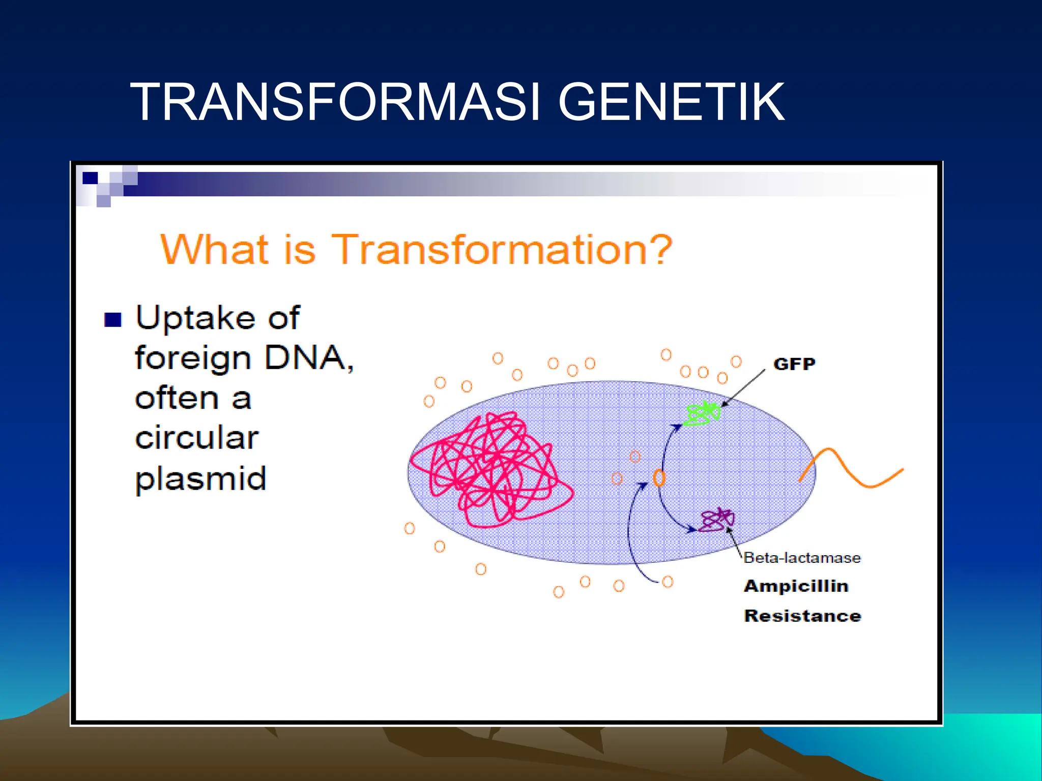 Transformasi Genetik pada Tanaman (Bioteknologi Pertanian).ppt