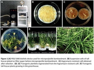 Transformasi genetik dalam bioteknologis | PPT