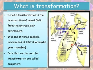 Transformation in bacteria | PPTX