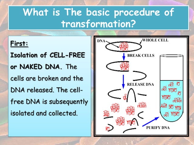 Transformation in bacteria | PPTX | Genetics | Science