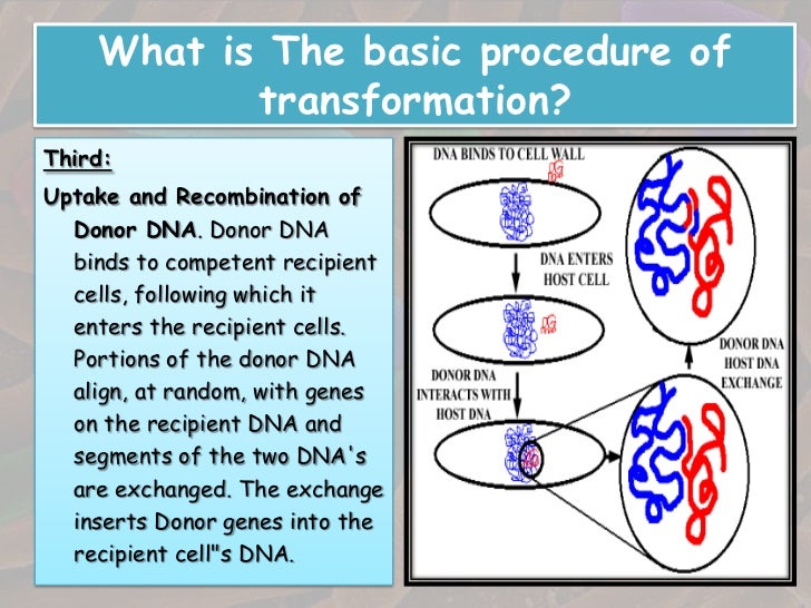 Transformation in bacteria
