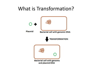 Transformation | PPTX